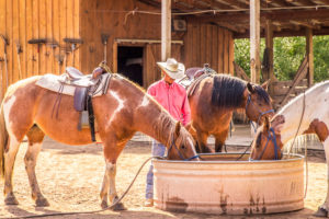 Horseback Riding & Dinner Show at Mt. Rushmore |Horseback Riding Trail ...