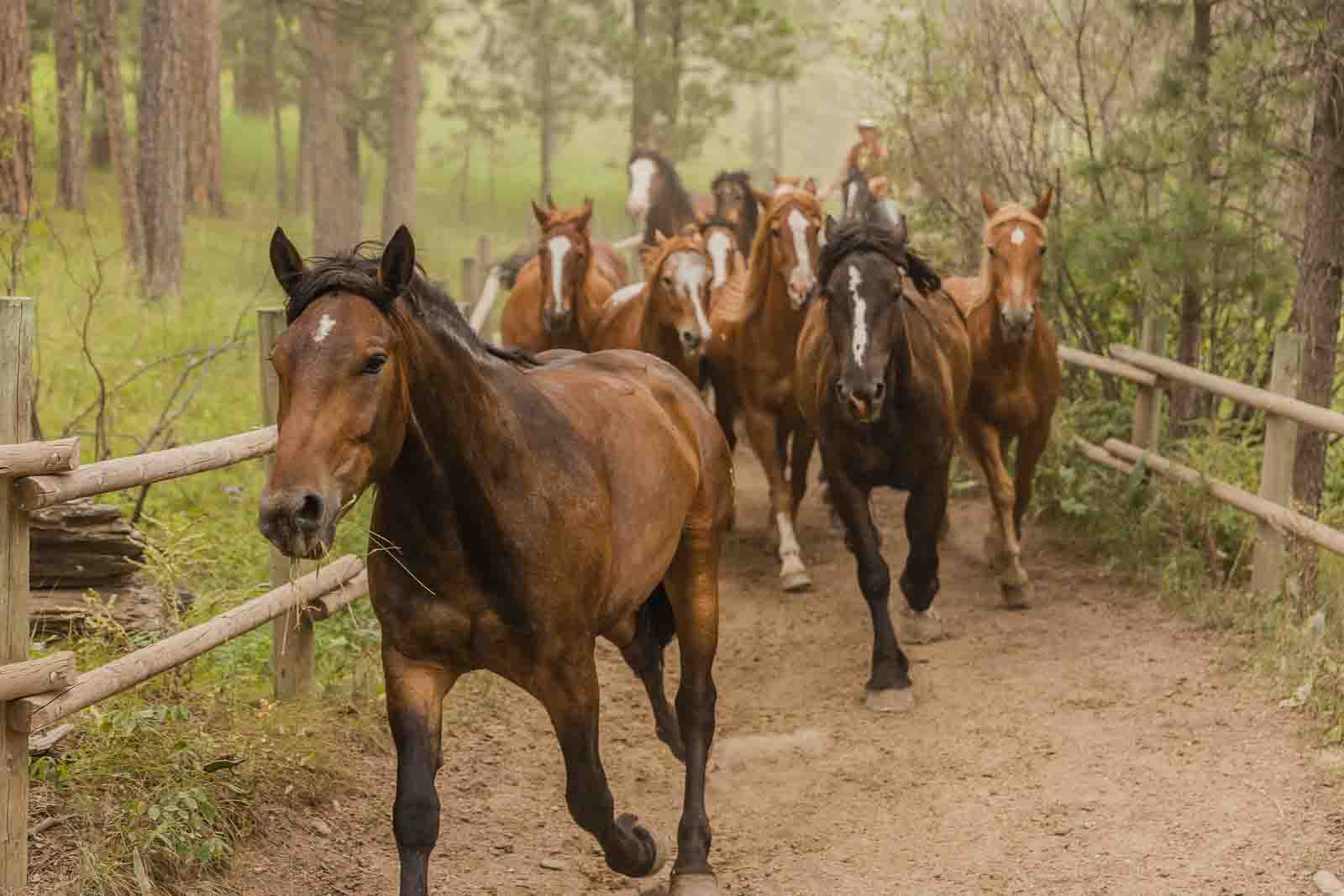 Twice a day you’ll see these horses running down our wrangle trail ...